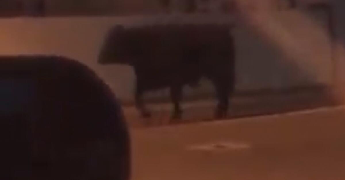 Police Chase Down Loose Cow in Middlesex County