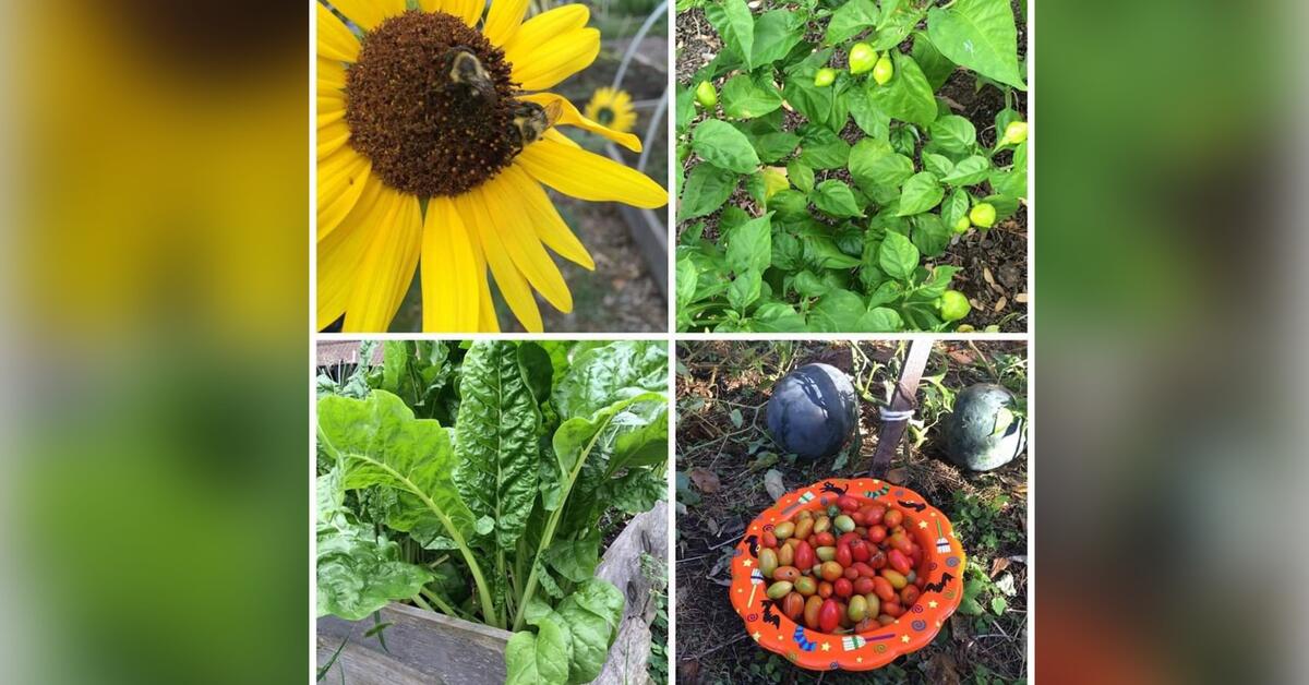 Learn How to Grow Fresh Vegetables in Your Own Backyard Union County ...