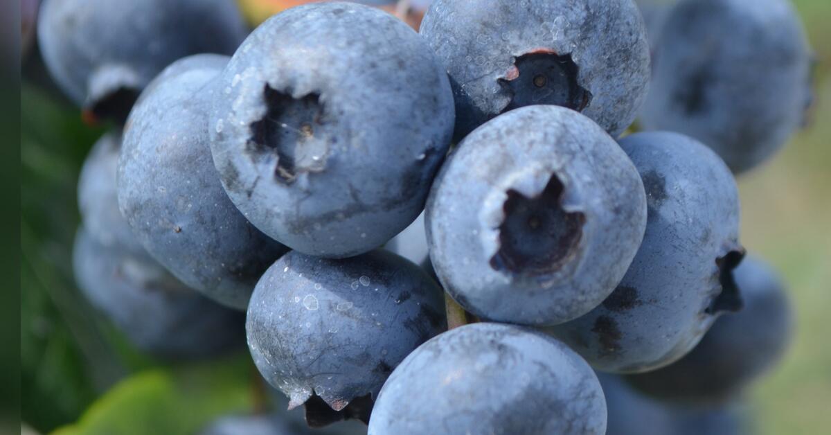 NJDA Celebrates National Blueberry Day with Free Blueberries at the ...