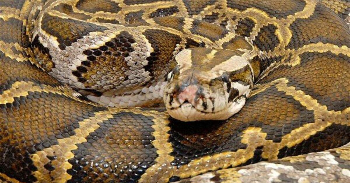 Police Find Large Snake in Newark's East Ward